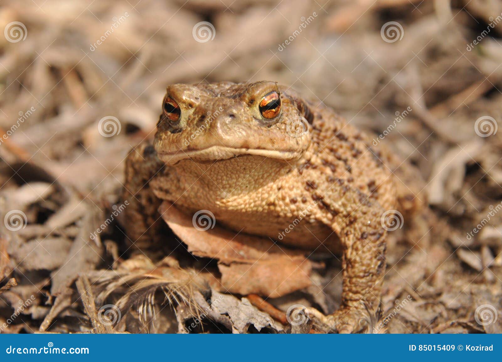 Toad. Amphibian during the Spring Stock Image - Image of spots, frog ...