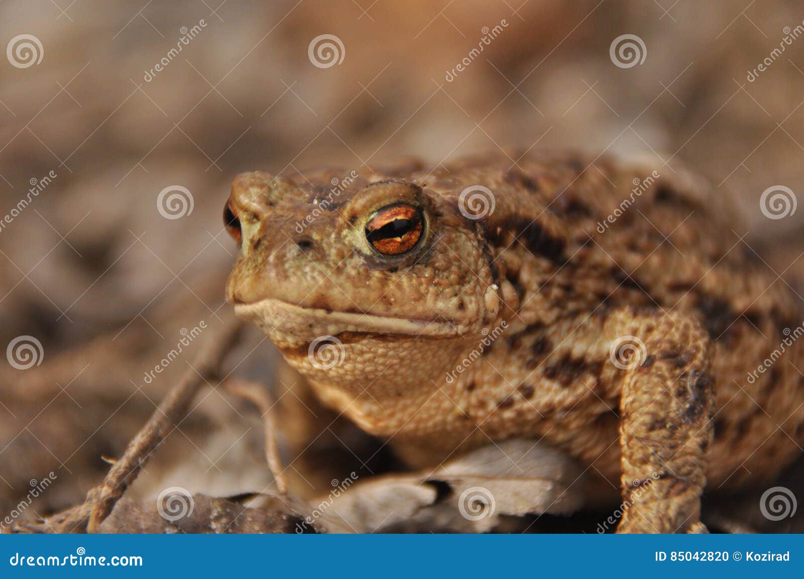 Toad. Amphibian during the Spring Awakening Stock Photo - Image of ...
