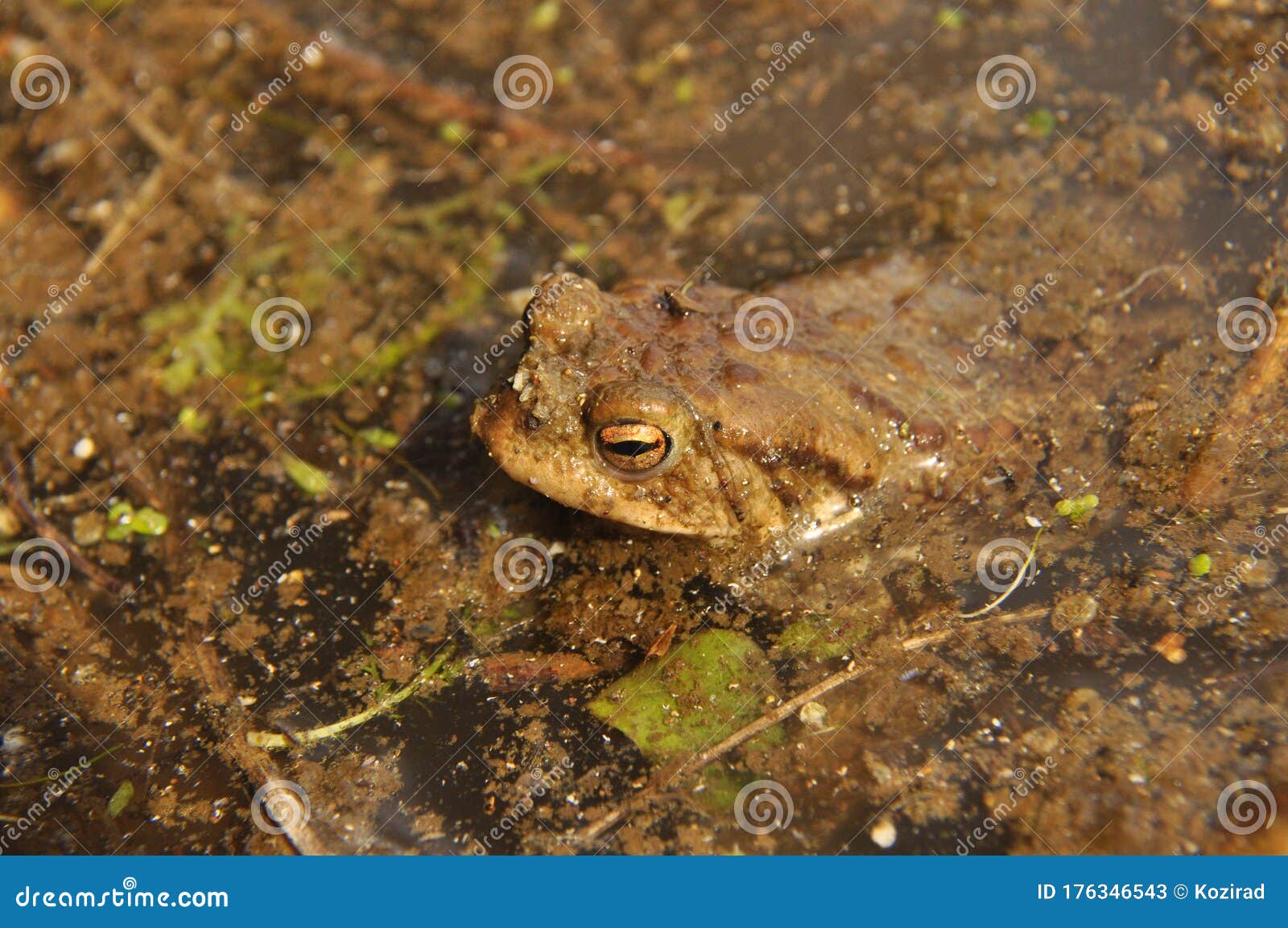 Toad. Amphibian during the Spring Awakening and Mating Stock Image ...