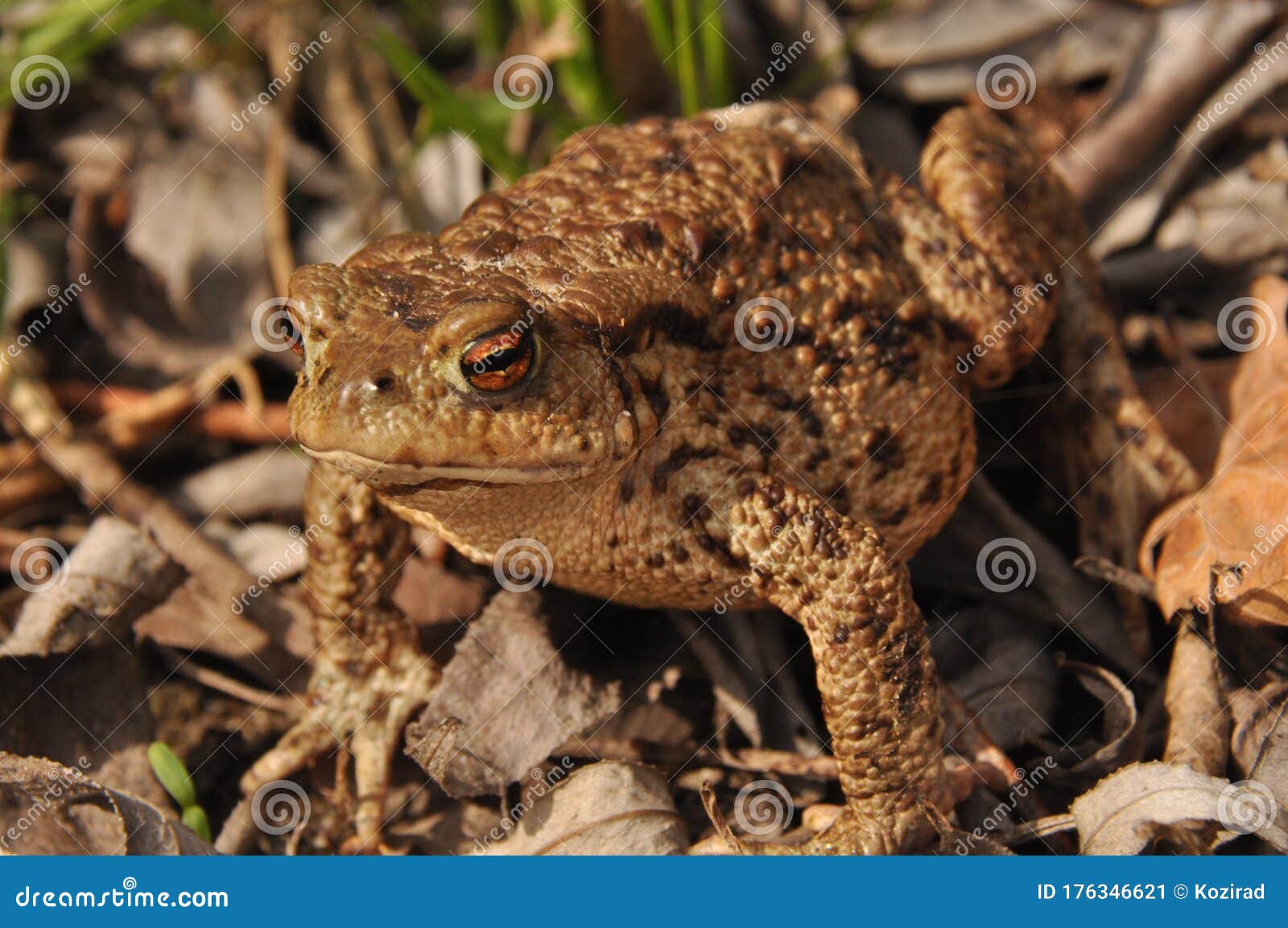 Toad. Amphibian during the Spring Awakening and Mating Stock Image ...