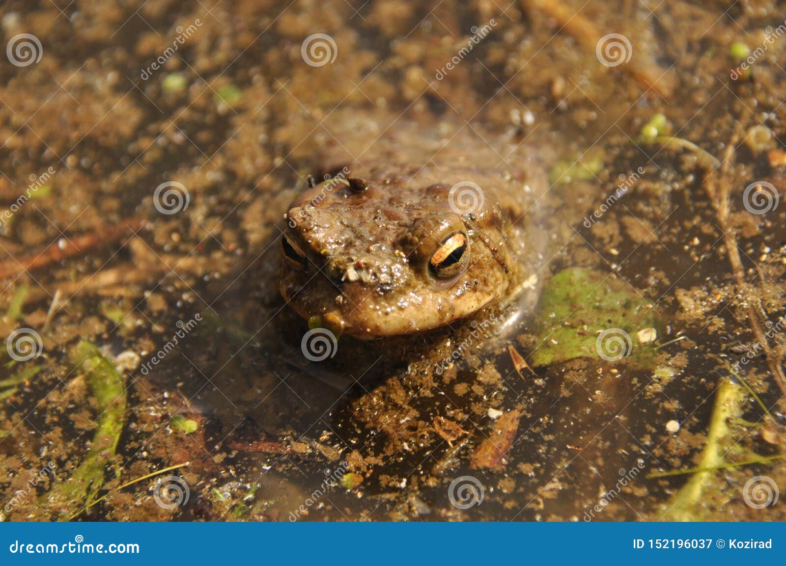 Toad. Amphibian during the Spring Awakening and Mating Stock Image ...
