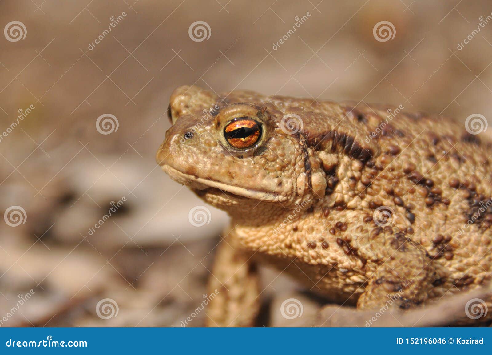 Toad. Amphibian during the Spring Awakening and Mating Stock Photo ...