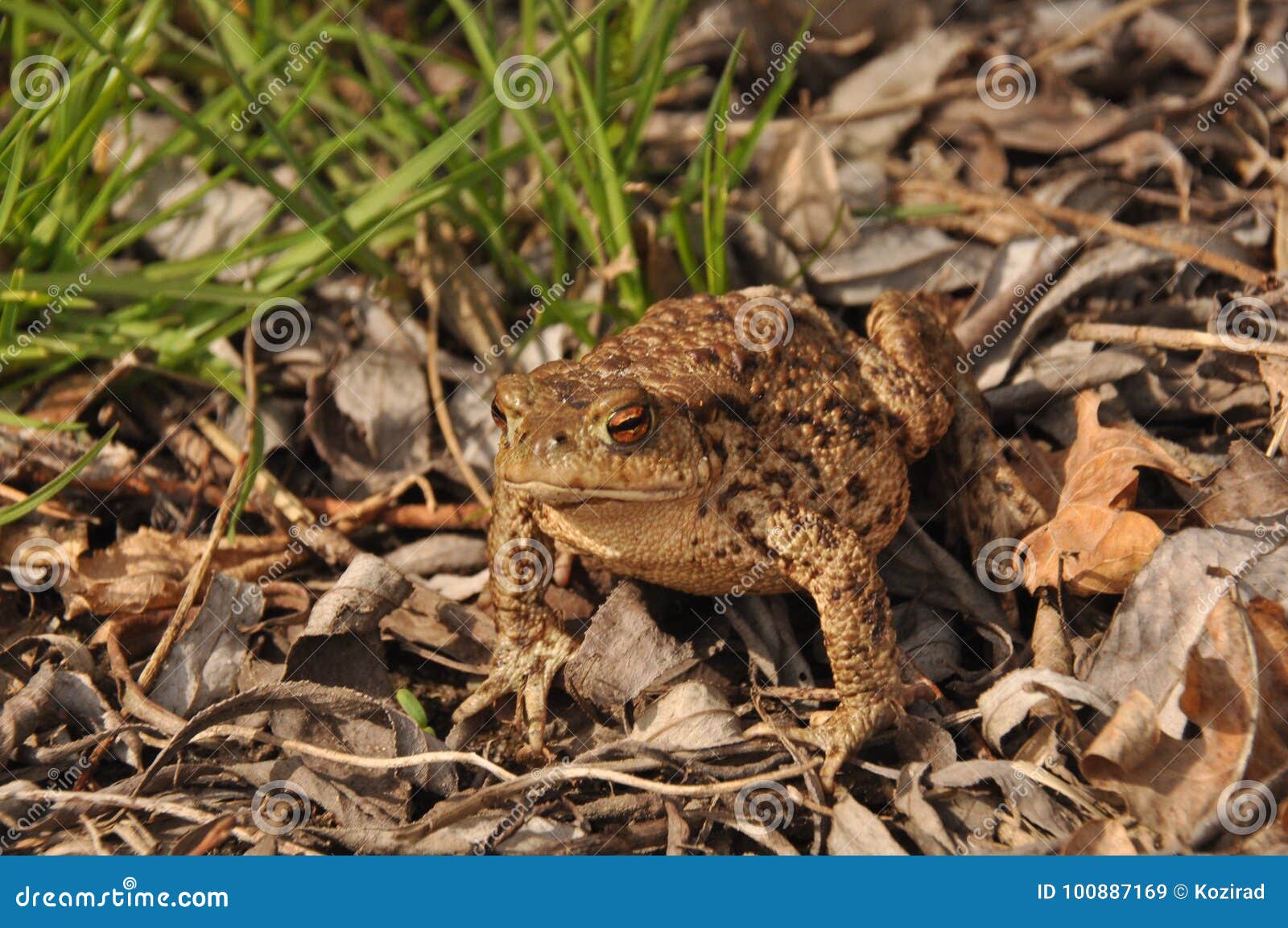 Toad. Amphibian during the Spring Stock Image - Image of vertebrate ...