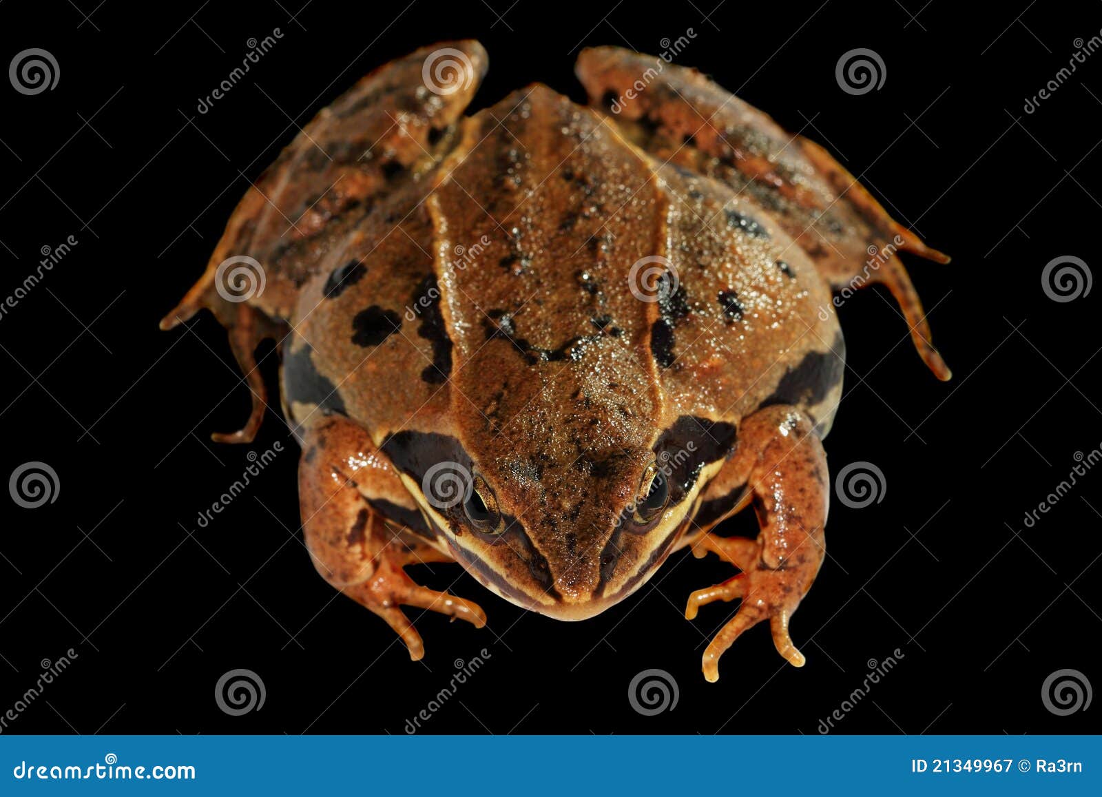 Toad and Ant stock image. Image of animal, hoptoad, frog - 21349967