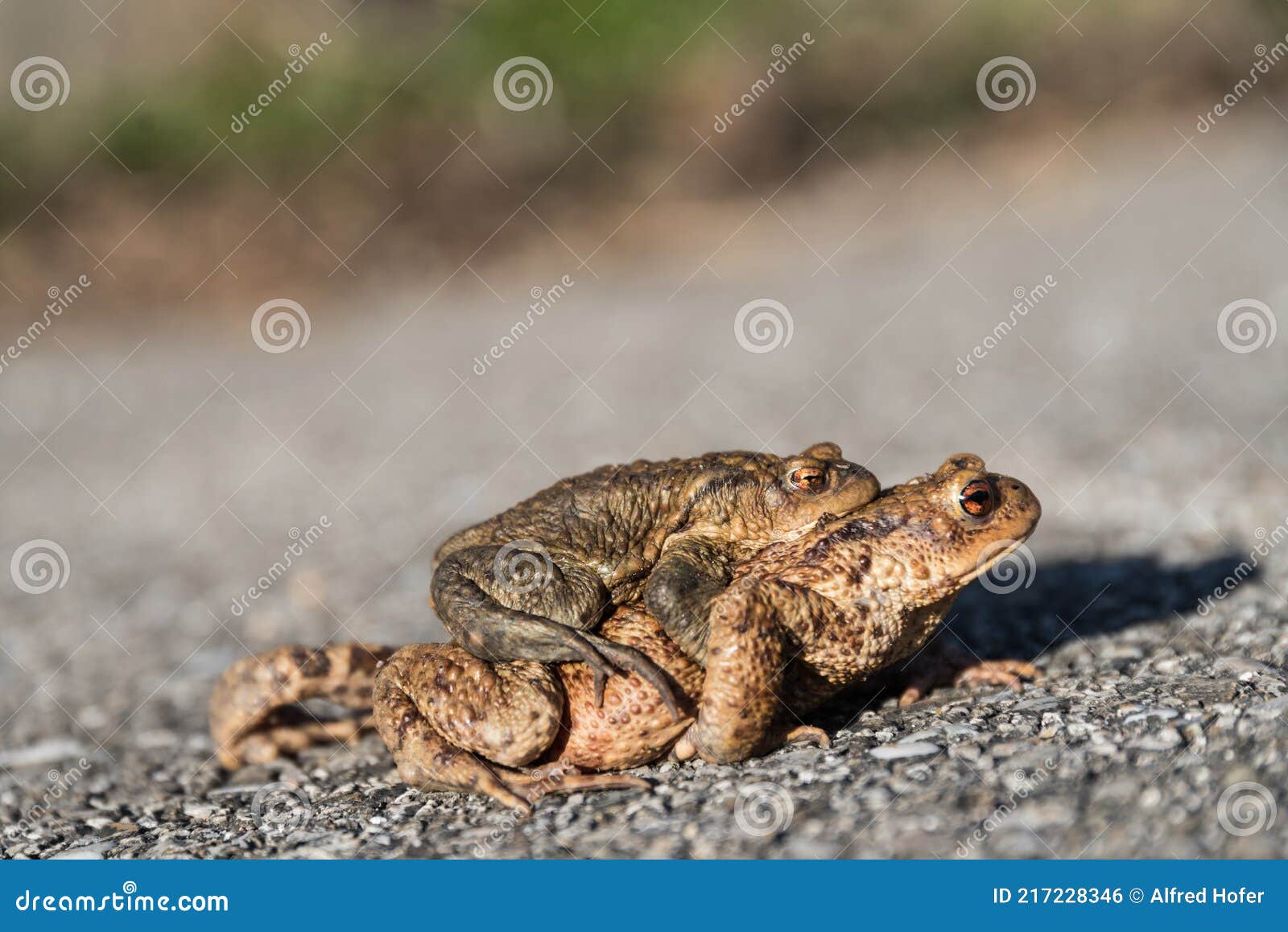 Toad on the Asphalt - Mating Season Stock Photo - Image of toads ...