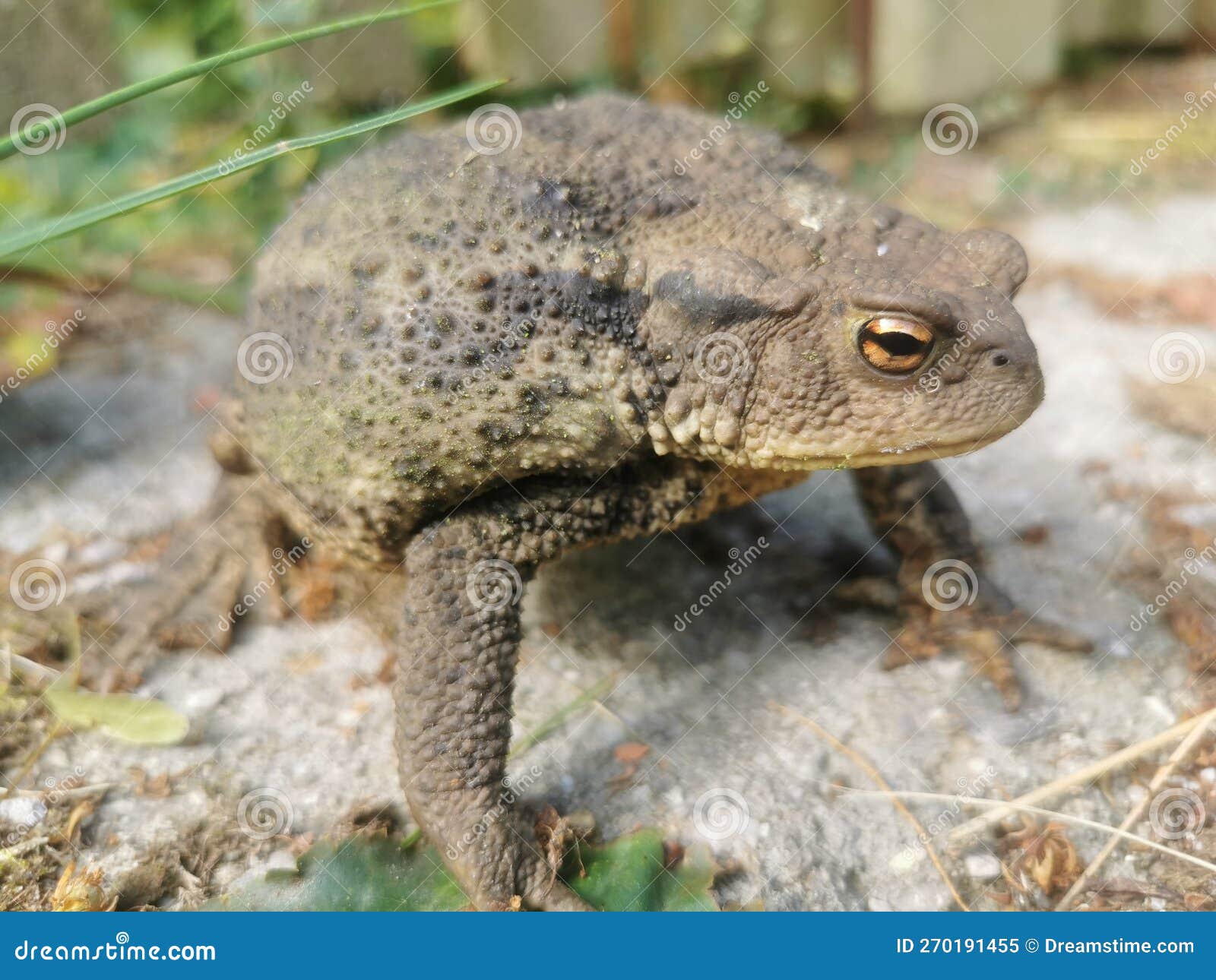 Toad in the Natural Habitat. Stock Image - Image of snake, wildlife ...