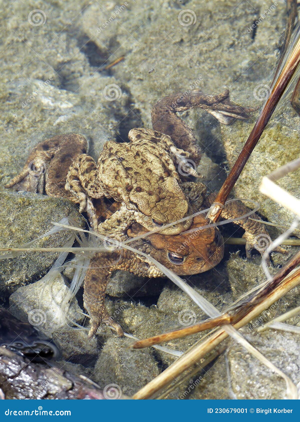 Toad with baby underwater stock image. Image of amphibians - 230679001
