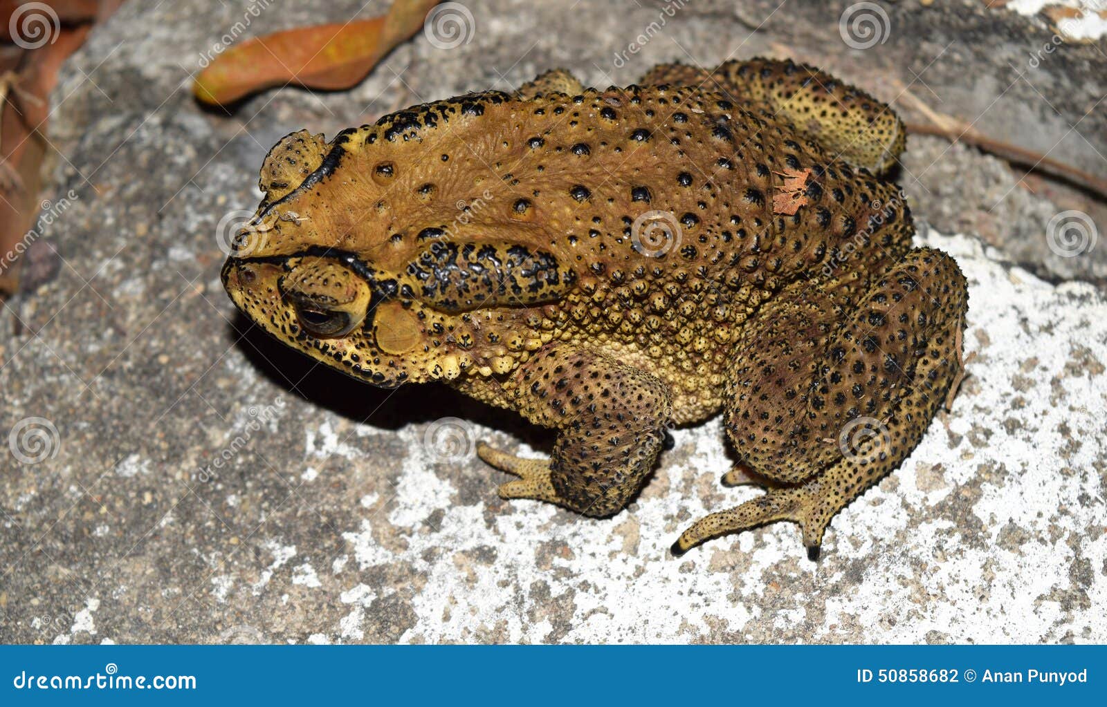 Toad (back body focused) stock photo. Image of australia - 50858682