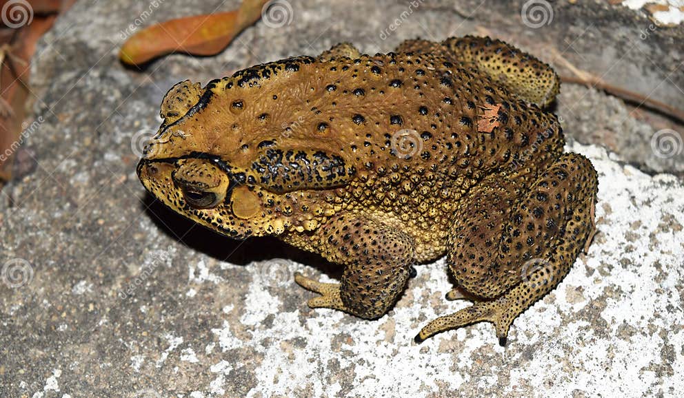 Toad (back body focused) stock photo. Image of australia - 50858682