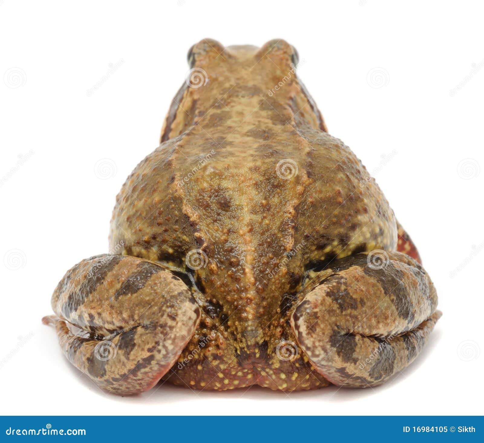 Toad (Back View) stock image. Image of rough, salientian - 16984105