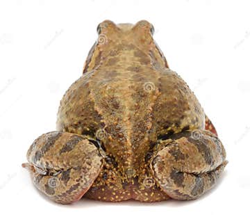 Toad (Back View) stock image. Image of rough, salientian - 16984105