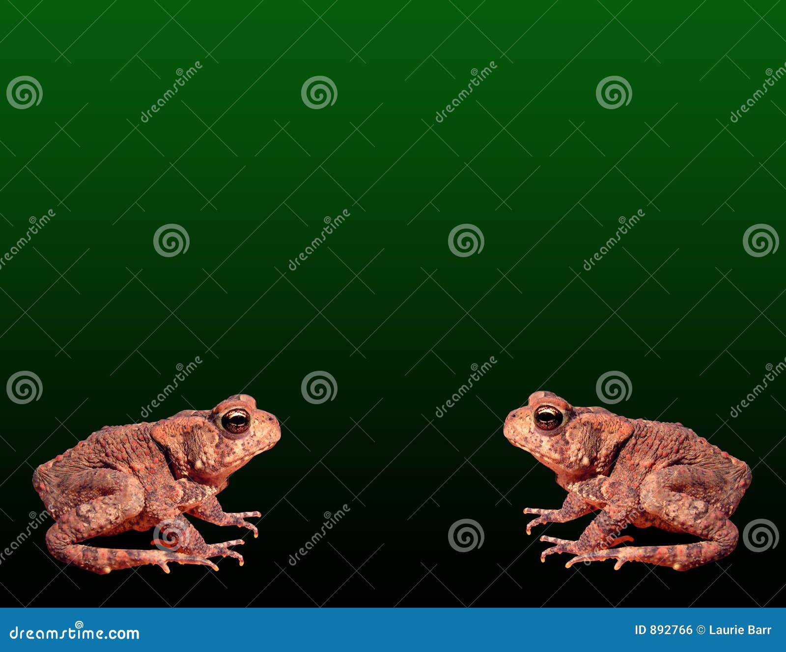Toad Background Stock Photography | CartoonDealer.com #892766