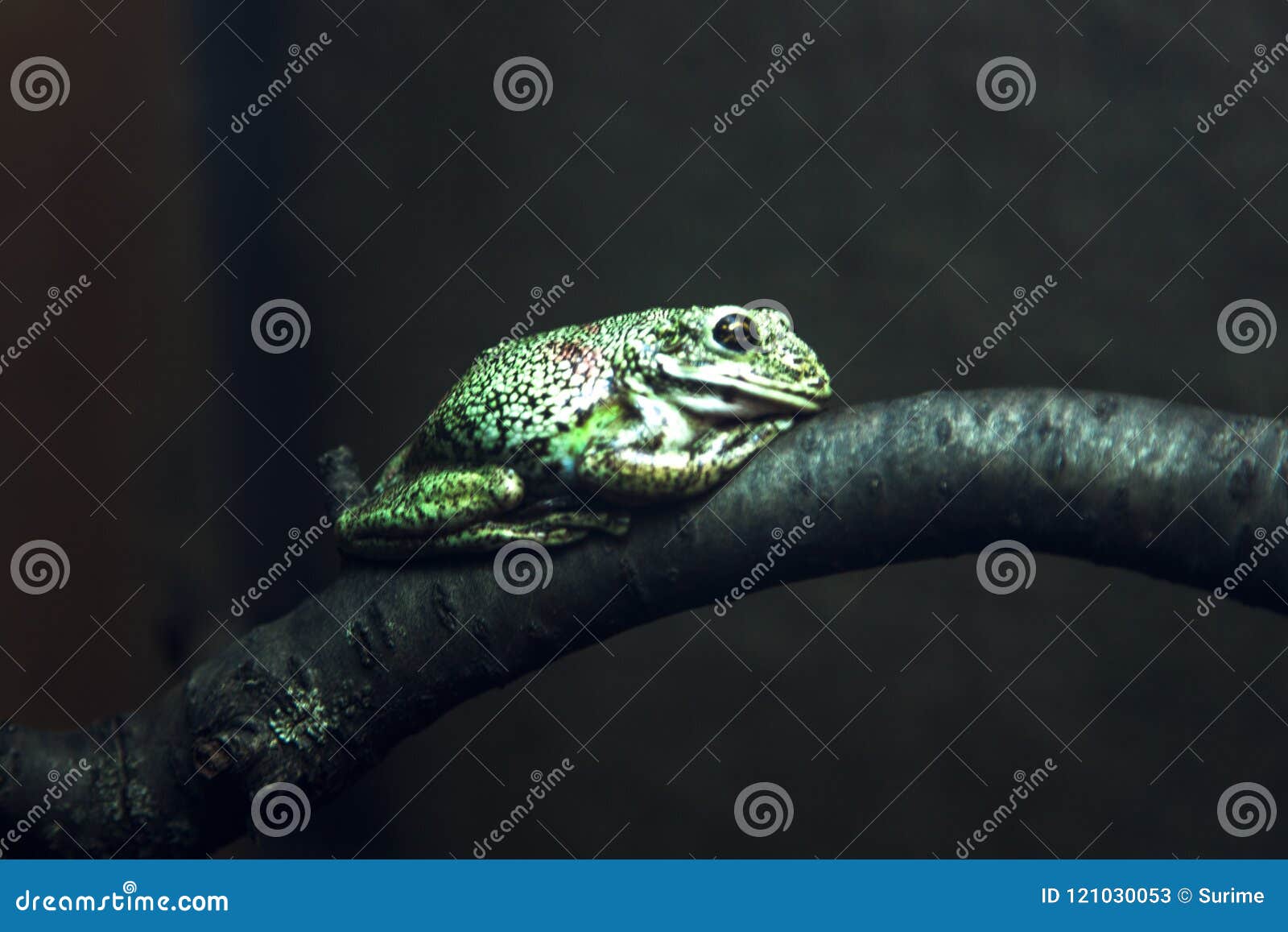 Toad sitting on twig stock image. Image of tropical - 121030053