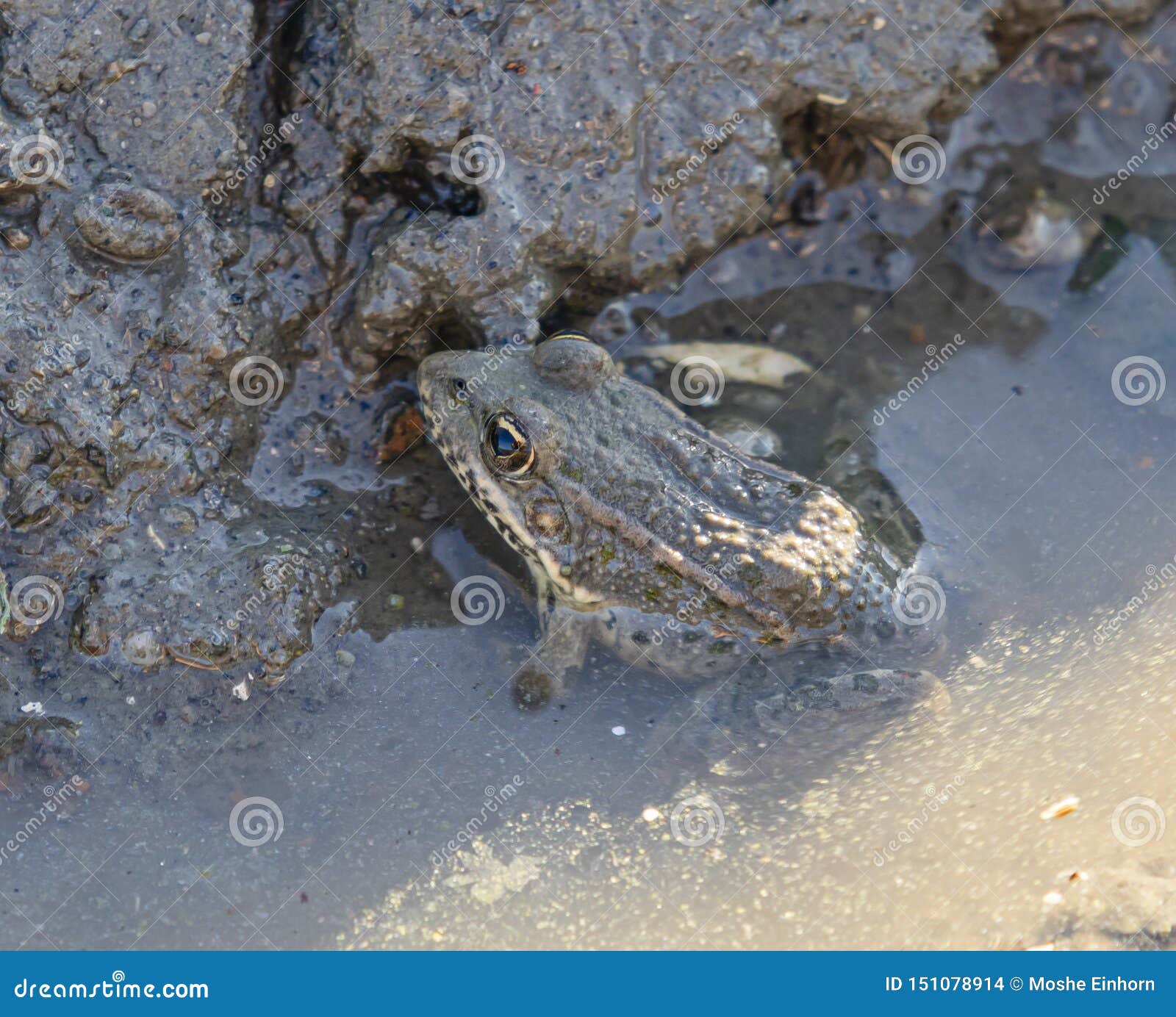 A Toad in Shallow Water stock photo. Image of closeup - 151078914