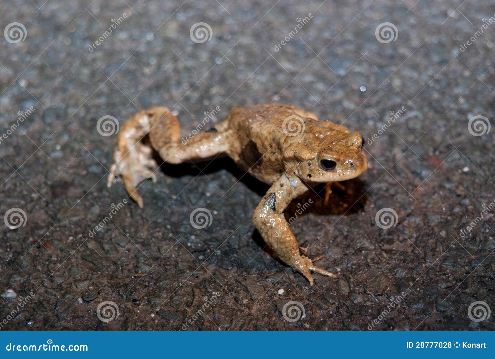Toad Being Paralysed while Crossing Road Stock Photo - Image of reserve ...