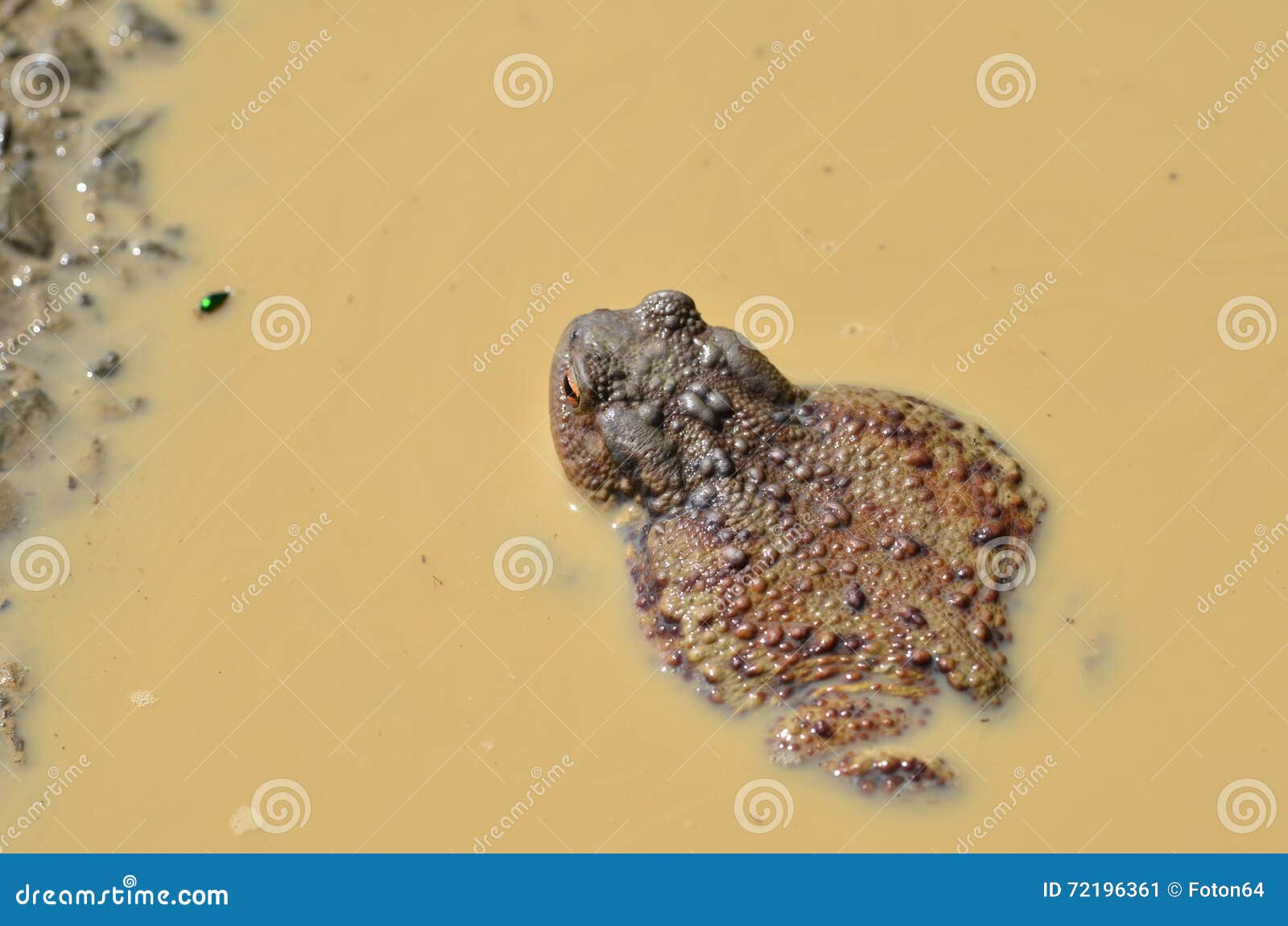 Toad in muddy water stock image. Image of wildlife, close - 72196361