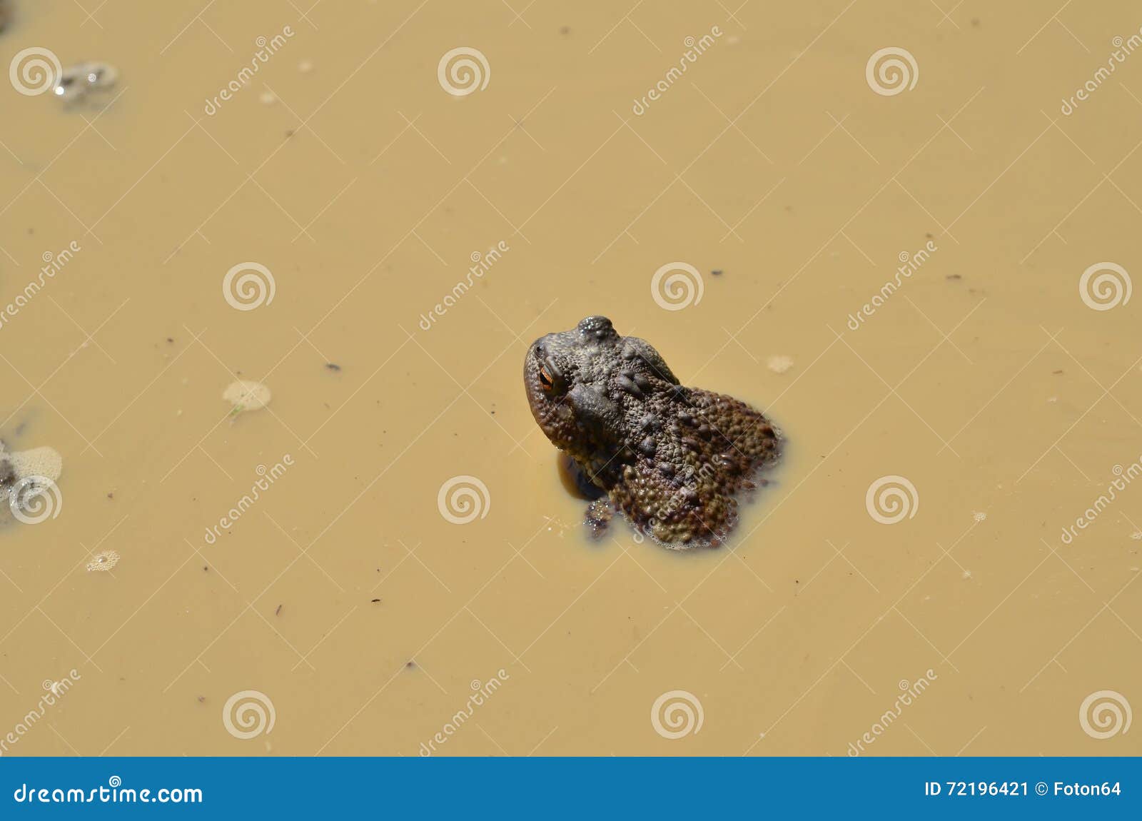 Toad stock image. Image of waters, amphibian, brown, reptiles - 72196421
