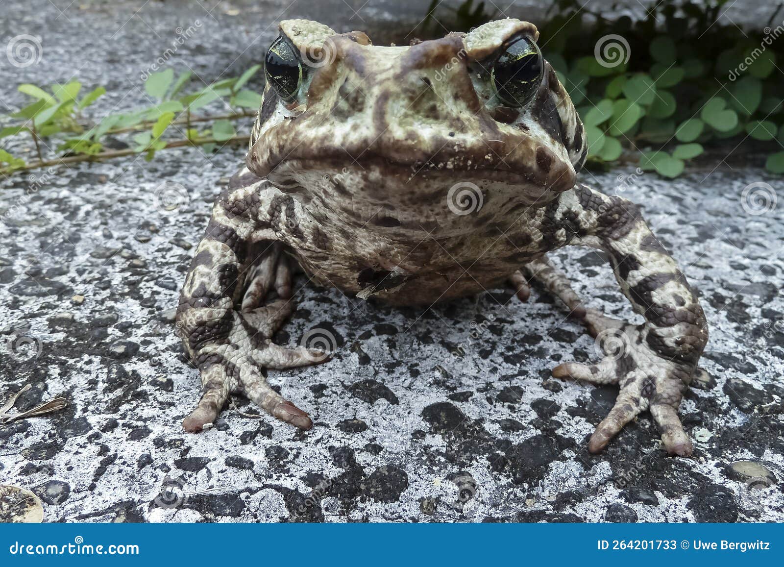 Close-up Front View of a Yellow Cururu Toad , Atlantic Forest, Brazil ...
