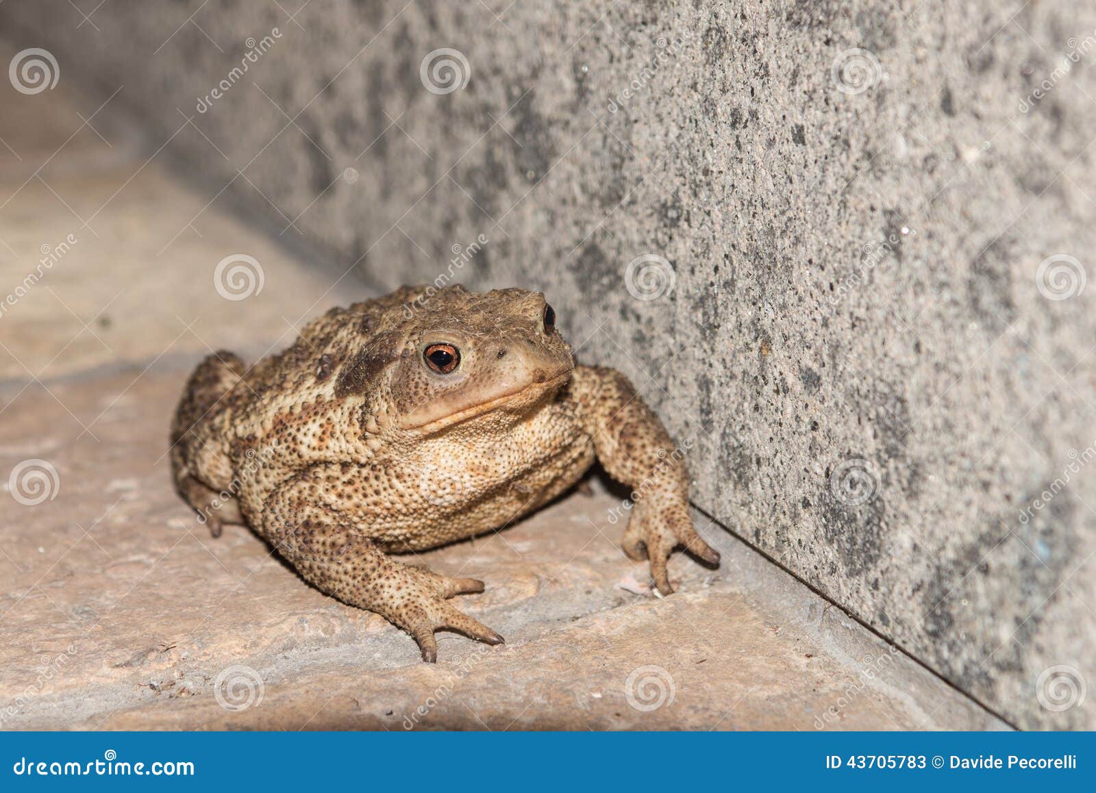 Toad stock image. Image of side, portrait, toad, space - 43705783