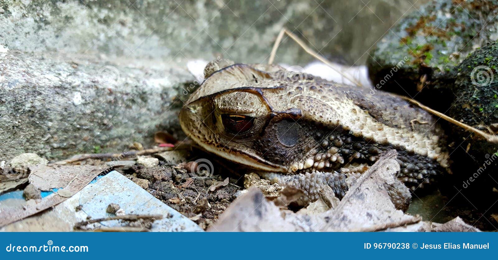 Toad stock photo. Image of rock, grai, toad - 96790238