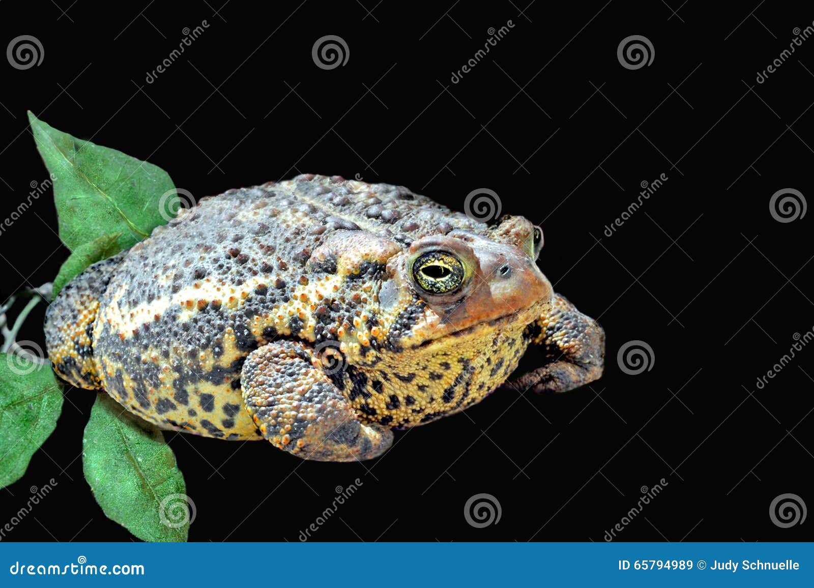Toad with Black Background stock image. Image of abstract - 65794989