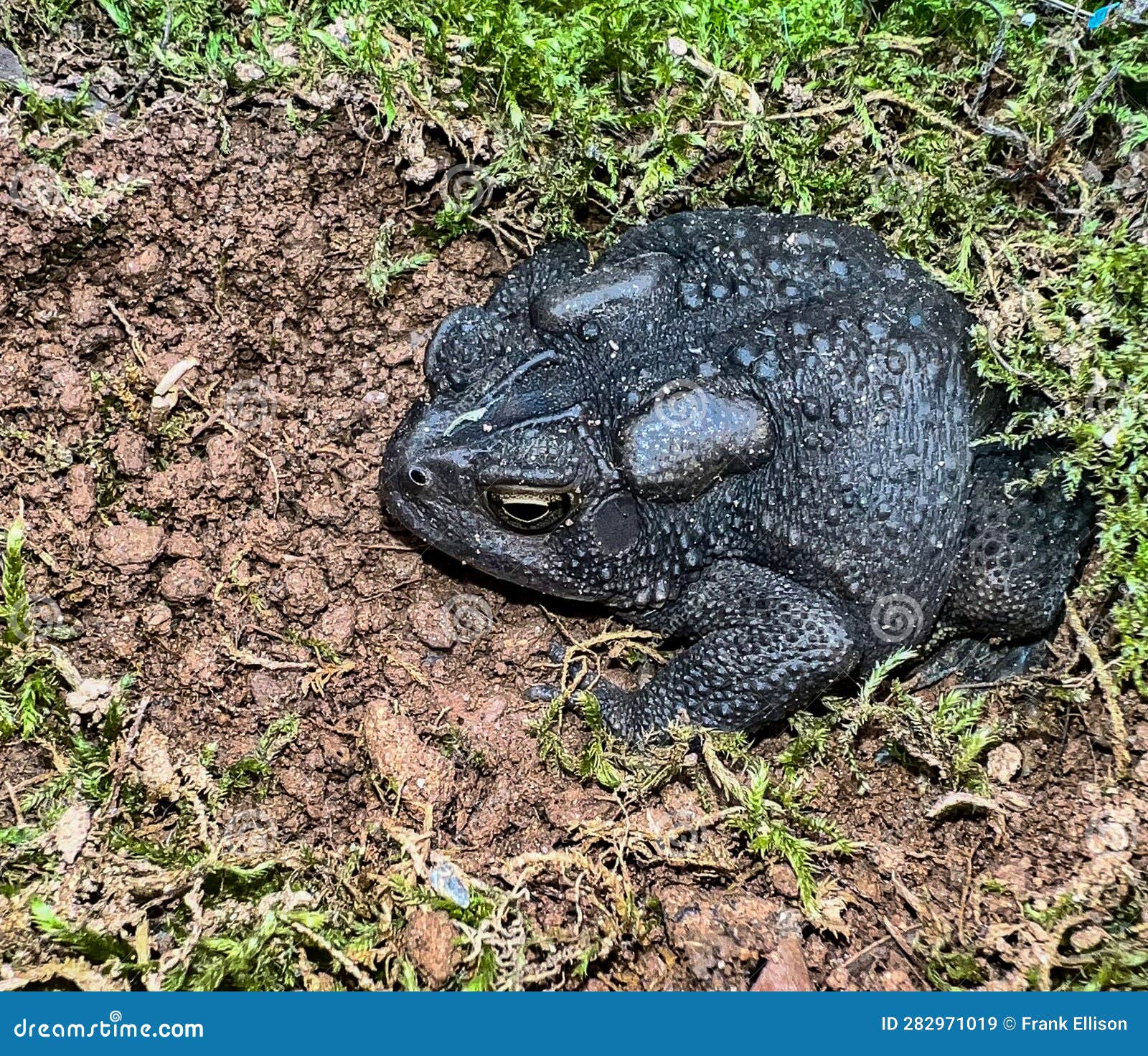 Toad stock image. Image of reptile, black, common, grass - 282971019