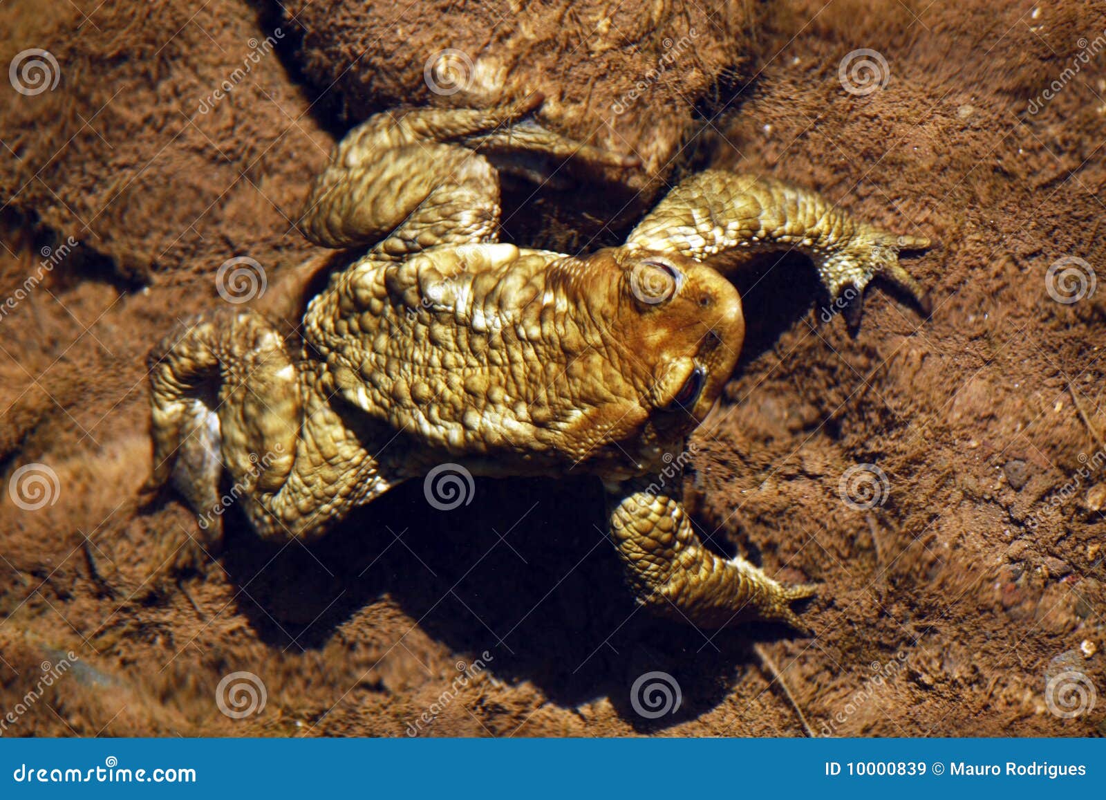 Toad on the Bottom of the River Stock Image - Image of animal, toad ...