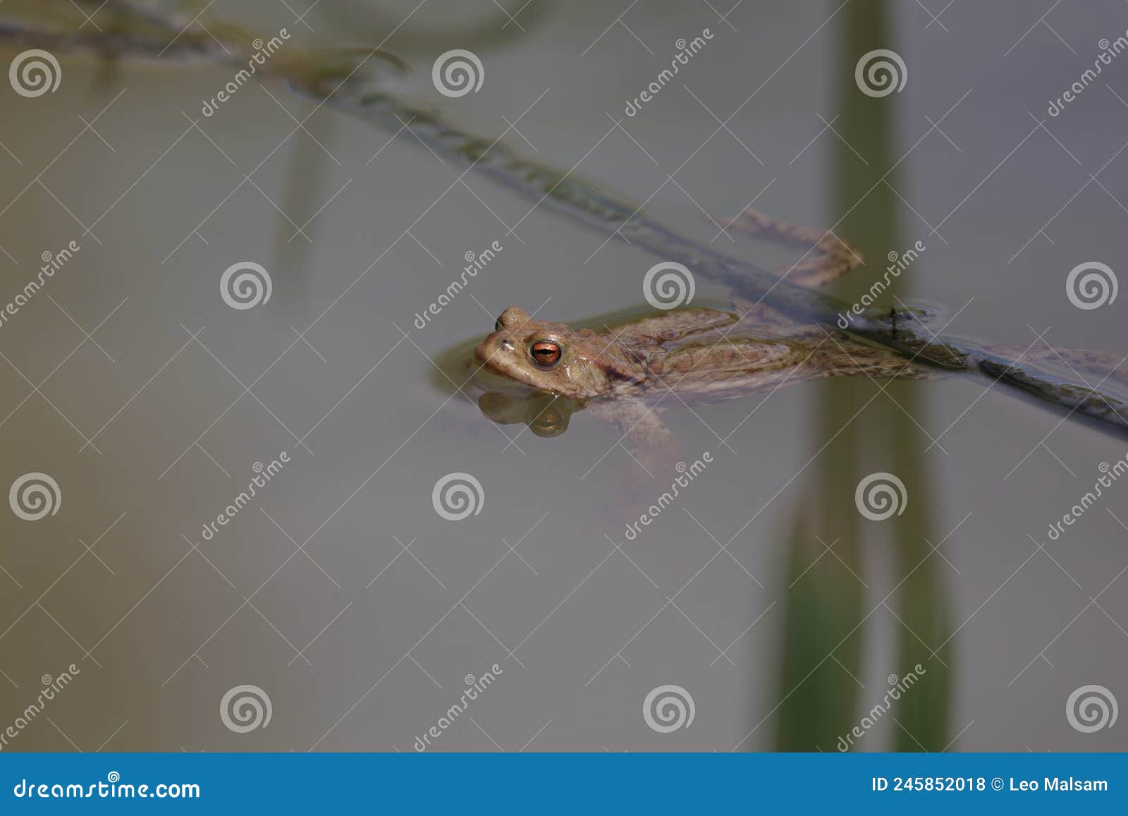 Toad in the Breeding Season in a Pond Stock Photo - Image of lake, bufo ...