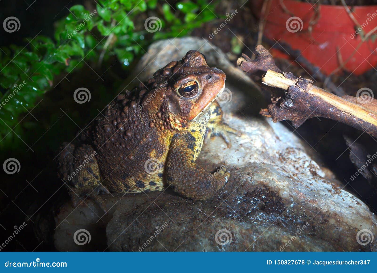 Toad Brown Amphibian Wild Environment Bufo Frog Stock Photo - Image of ...