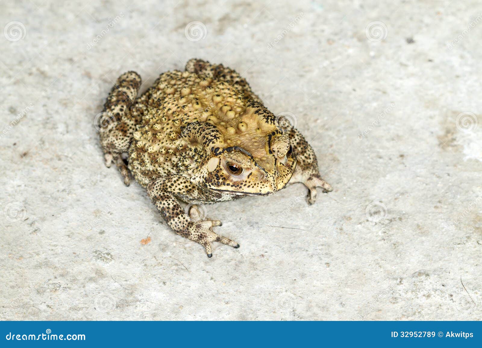 Toad stock image. Image of bufo, animal, white, animals - 32952789