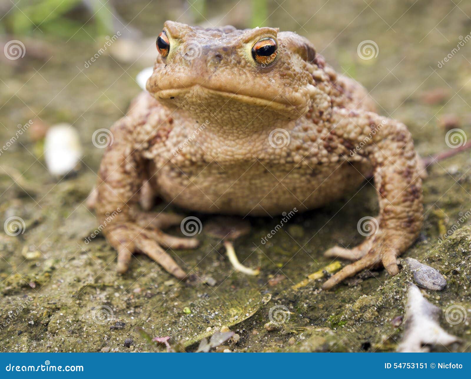 Toad stock image. Image of amphibians, summer, field - 54753151
