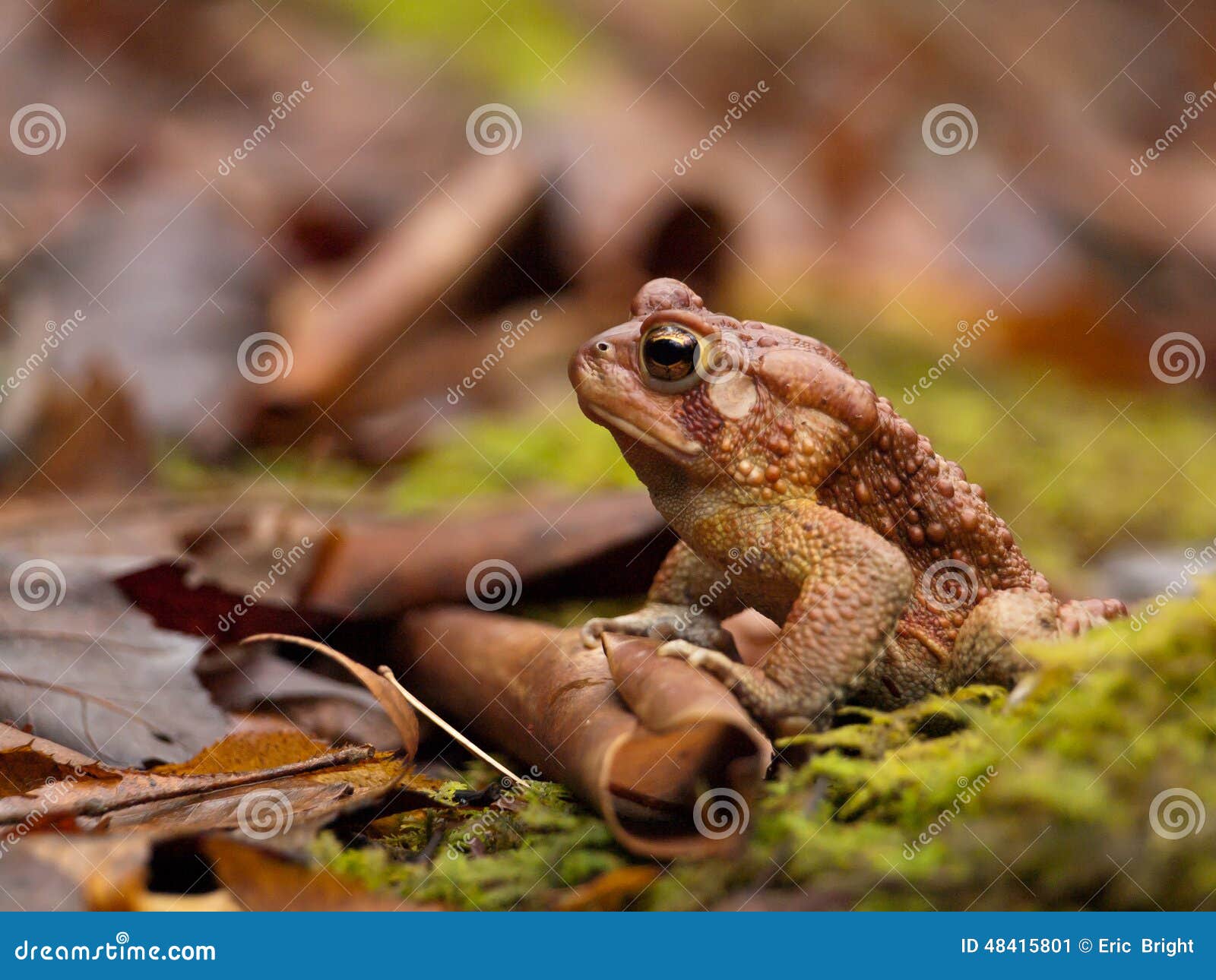 Toad stock image. Image of sitting, toad, perched, curled - 48415801