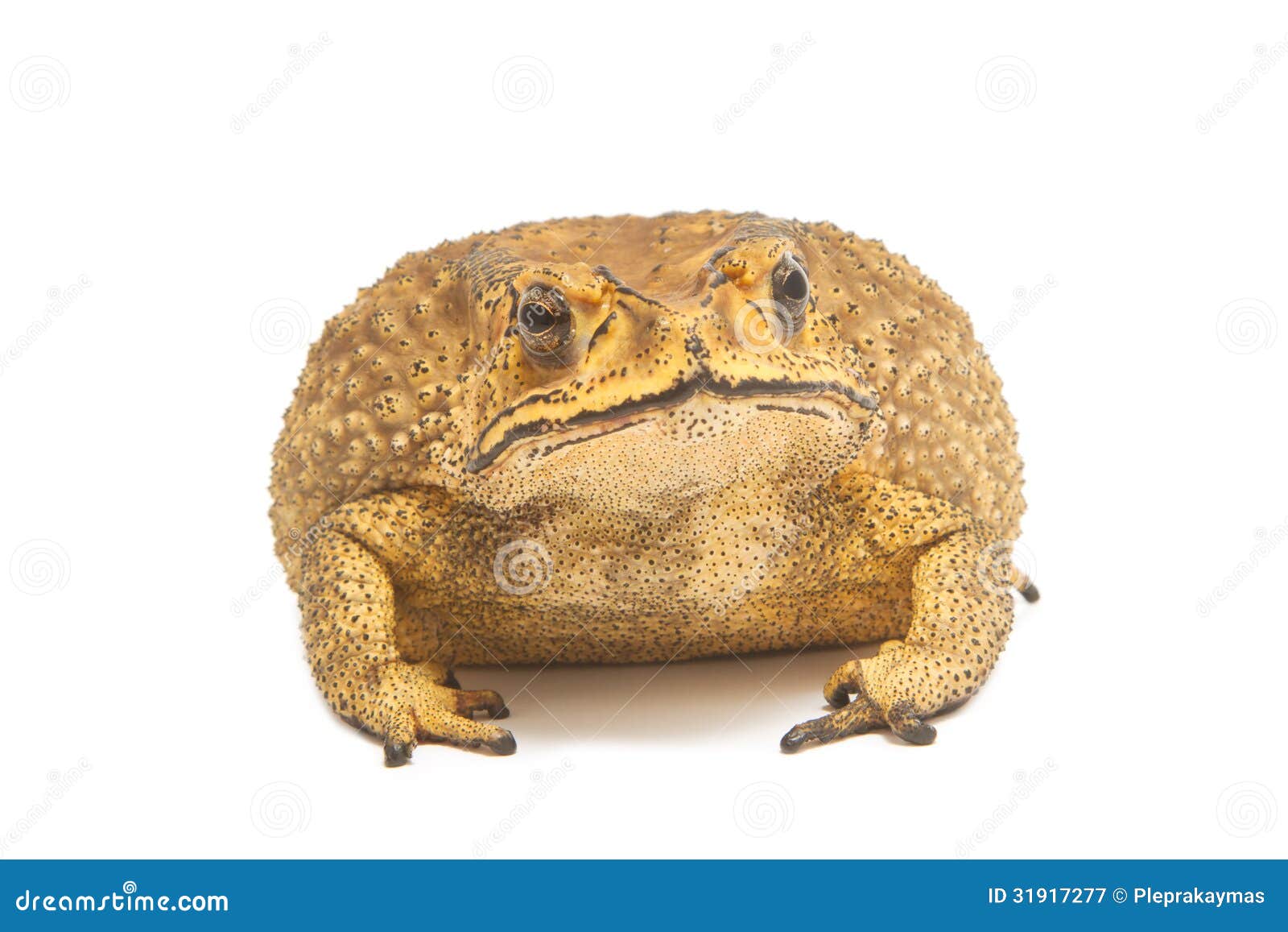 Toad,Bufo Bufo (Common Toad) Stock Image - Image of animals, amphibian ...