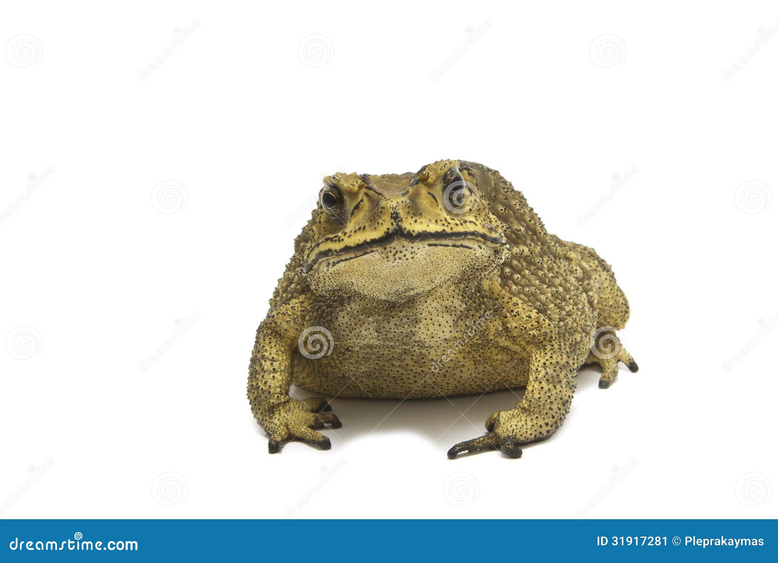 Toad,Bufo Bufo (Common Toad) Stock Image - Image of amphibians ...