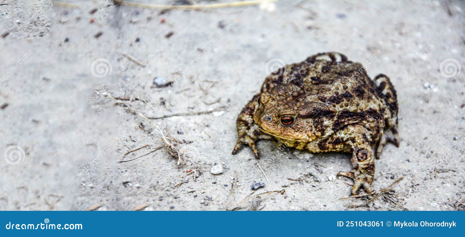 Common Toad Bufo Bufo Closeup Stock Image - Image of reptile, head ...