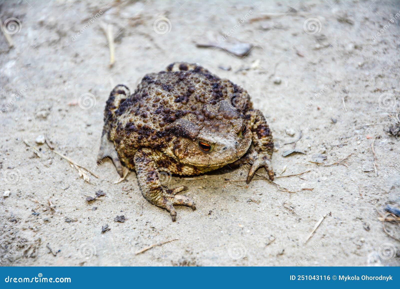 Common Toad Bufo Bufo Closeup Stock Photo - Image of germany ...