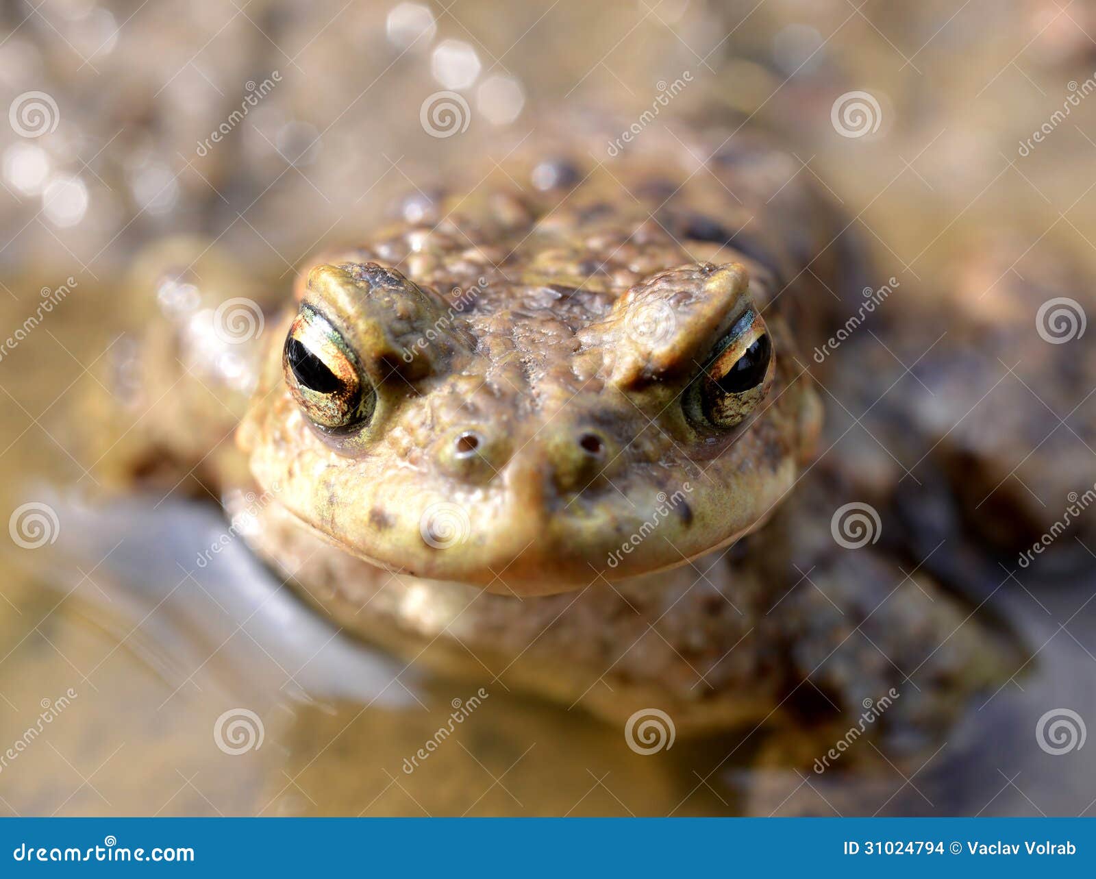 Toad, Bufo bufo stock photo. Image of reproduction, nature - 31024794