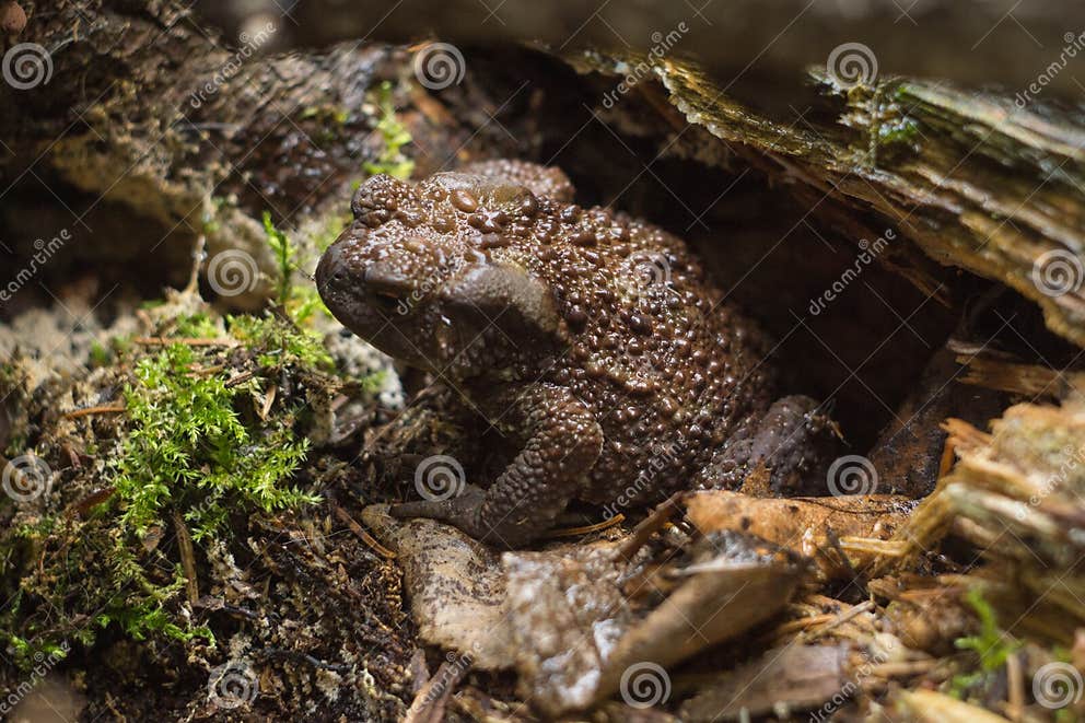 Toad (Bufo bufo stock image. Image of ecology, close - 330459157