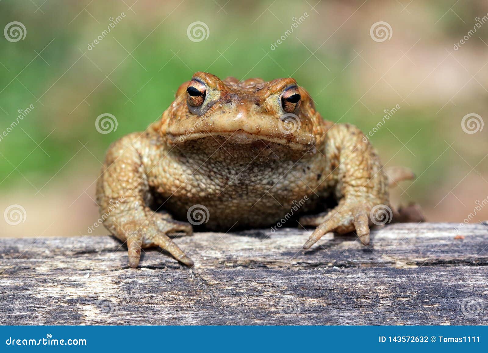 Toad Bufo Bufo is a Frog Native To Sandy and Heathland Areas of Europe ...