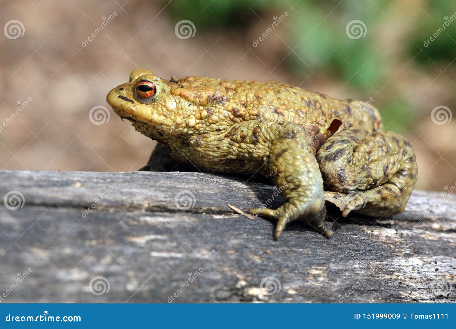 Toad Bufo Bufo is a Frog Native To Sandy and Heathland Areas of Europe ...