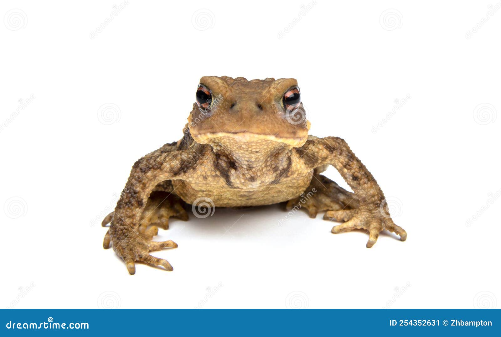 Toad stock image. Image of inquisitive, bron, wildlife - 254352631