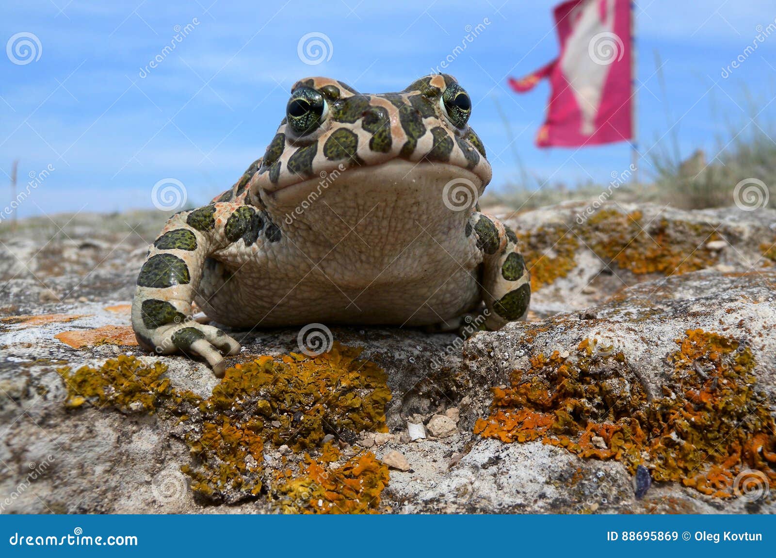 Toad Bufo viridis stock image. Image of toad, animal - 88695869