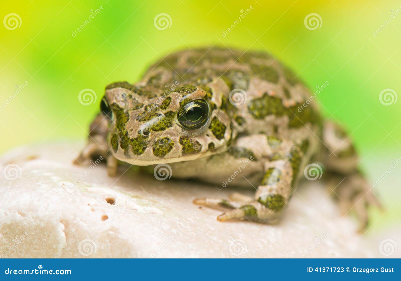 Toad - Bufotes viridis stock image. Image of macro, outdoor - 41371723