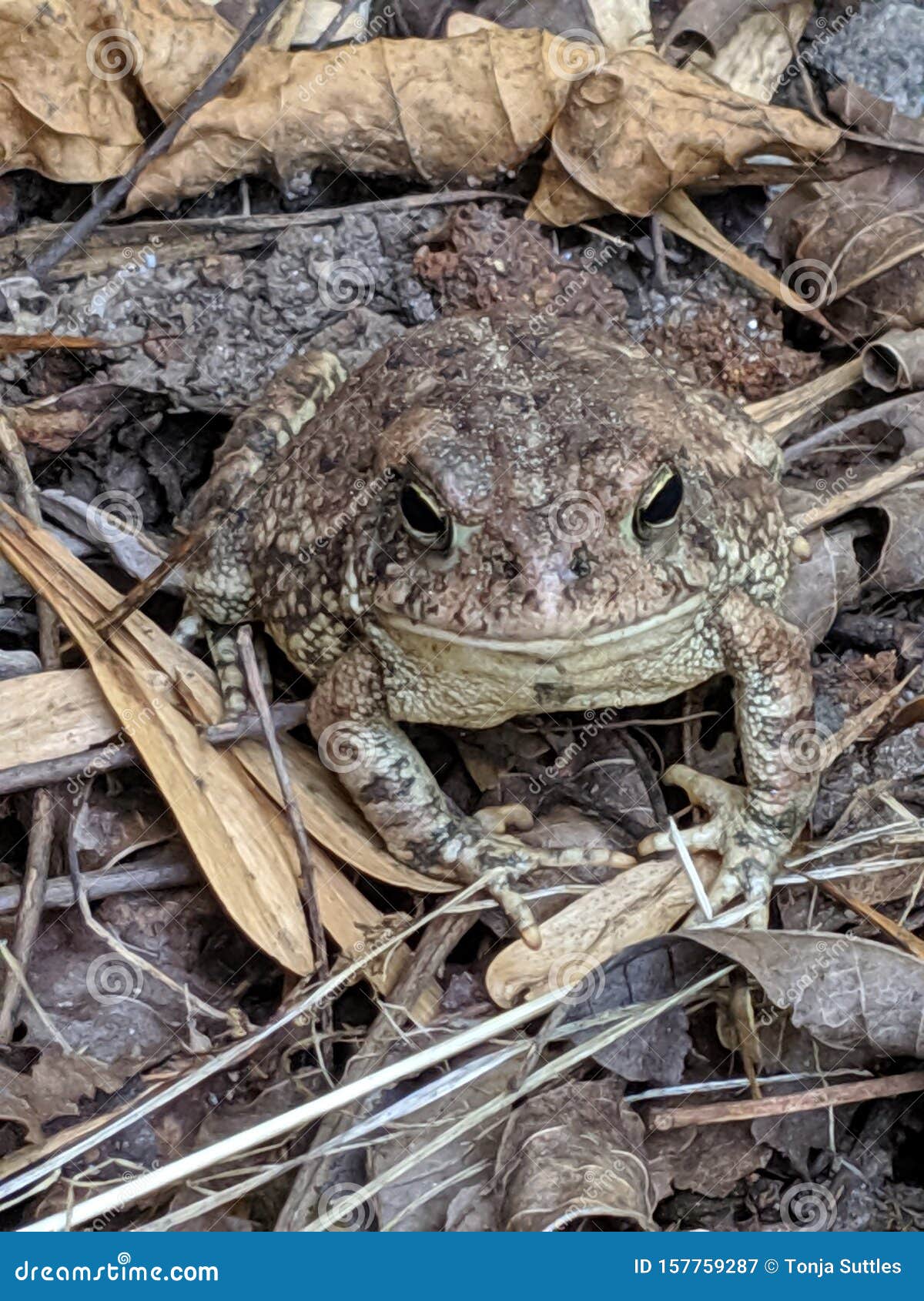 Toad Camouflage stock image. Image of nature, camouflage - 157759287