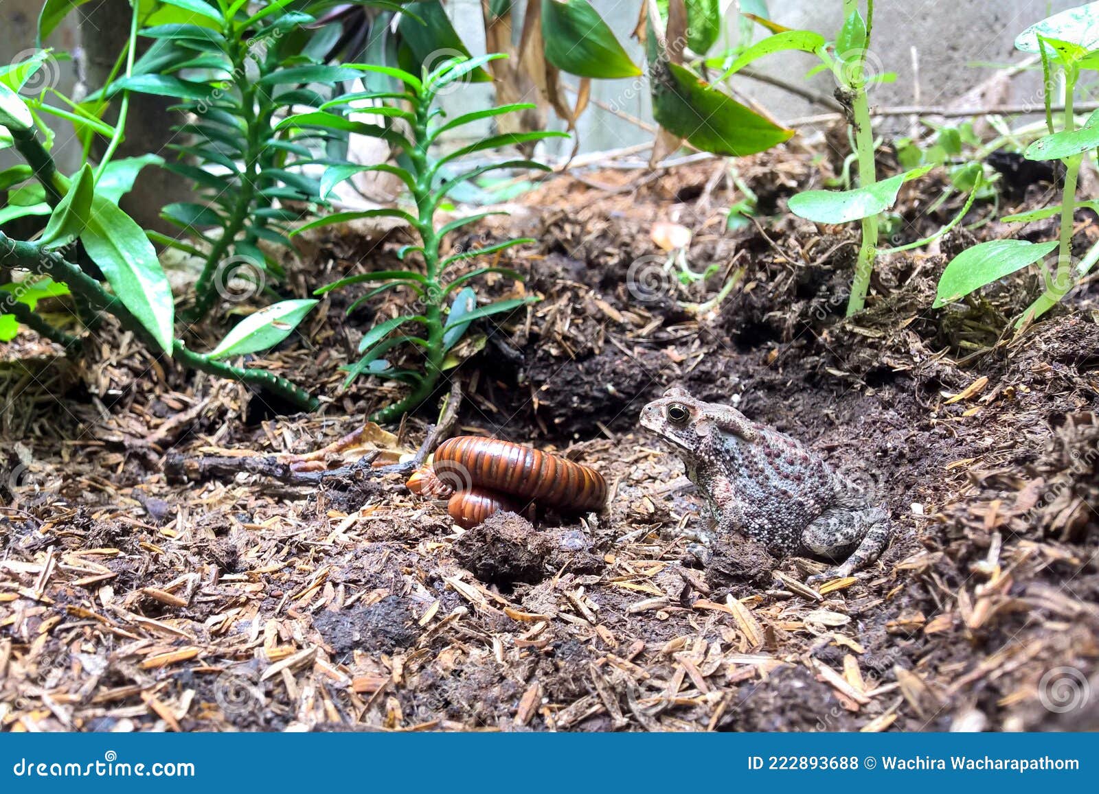 The Toad are Camouflage in Harmony with the Environment Close To the ...