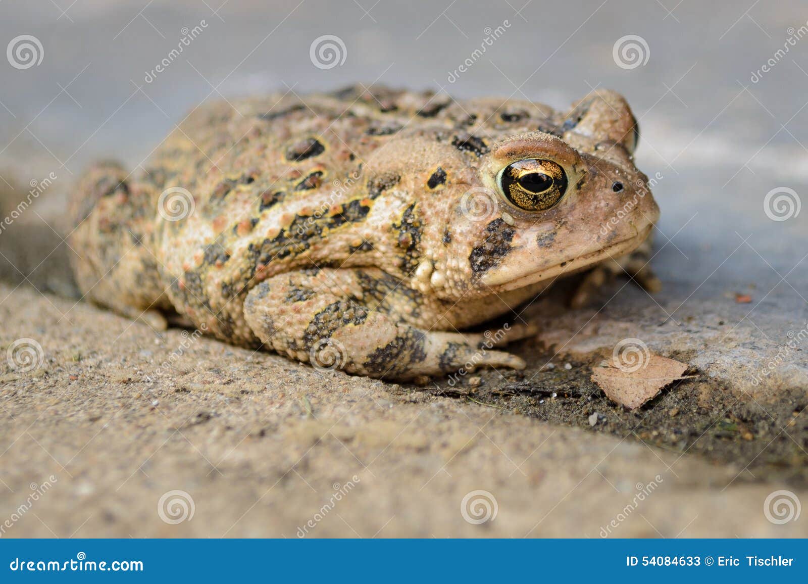 Toad on Cement stock image. Image of brown, spotted, cement - 54084633