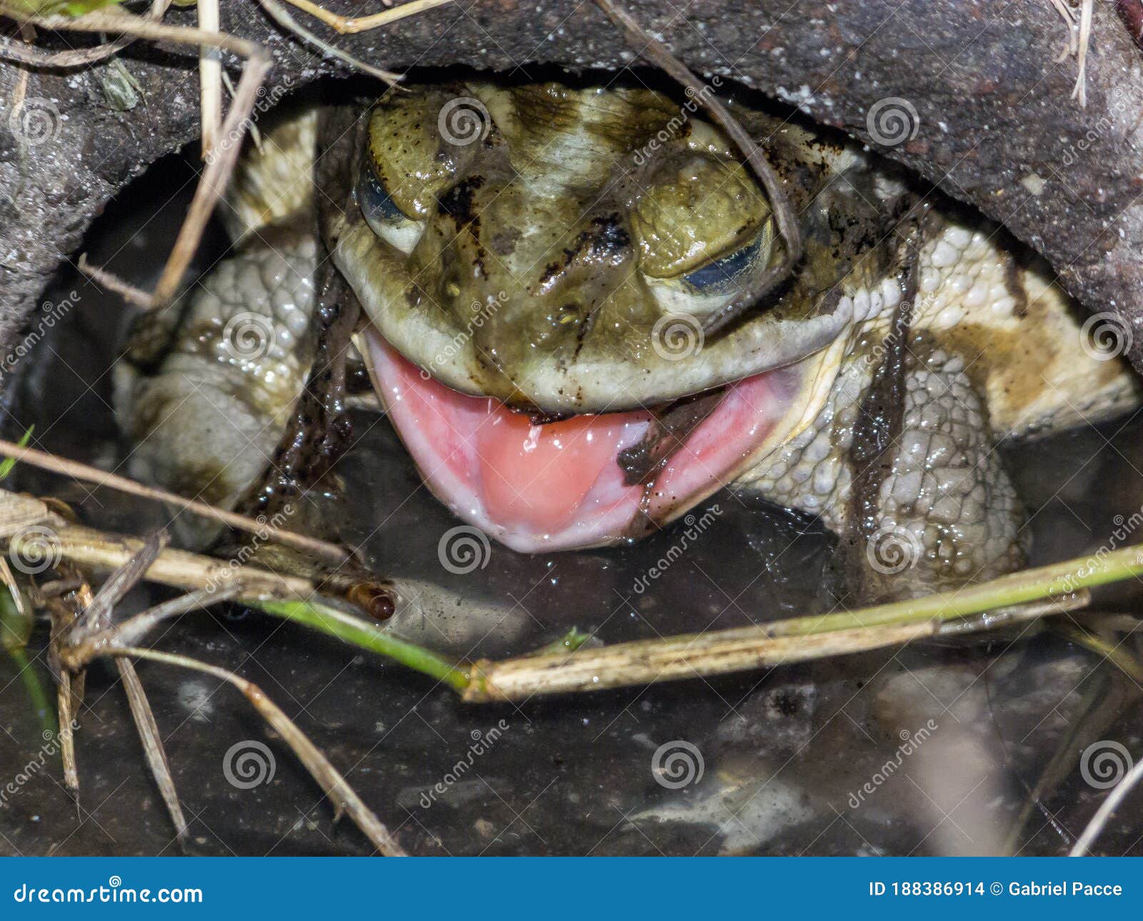 Toad changing his skin stock photo. Image of closeup - 188386914