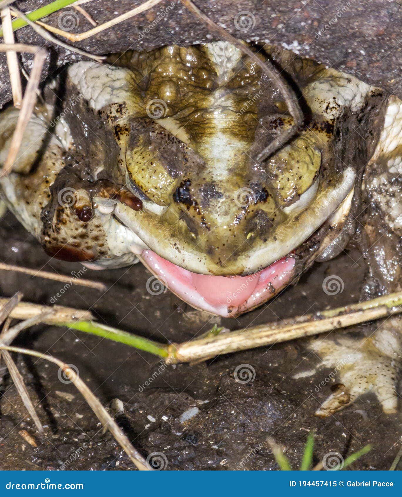 Toad Changing His Skin, Summer Stock Image - Image of aquatic, wildlife ...