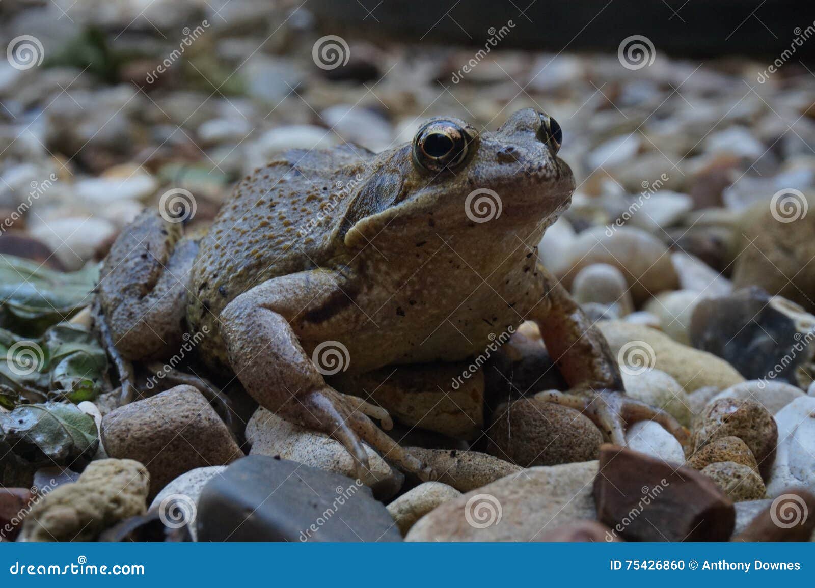 Toad stock photo. Image of chillin, posing, scene, toad - 75426860
