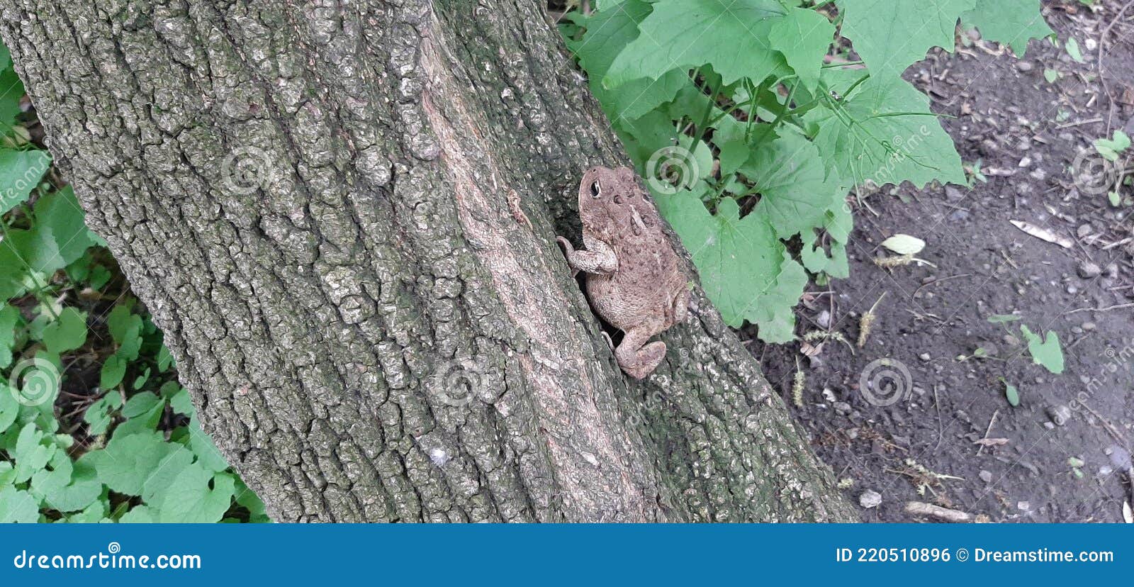 Toad climbing a tree stock photo. Image of tree, climbing - 220510896